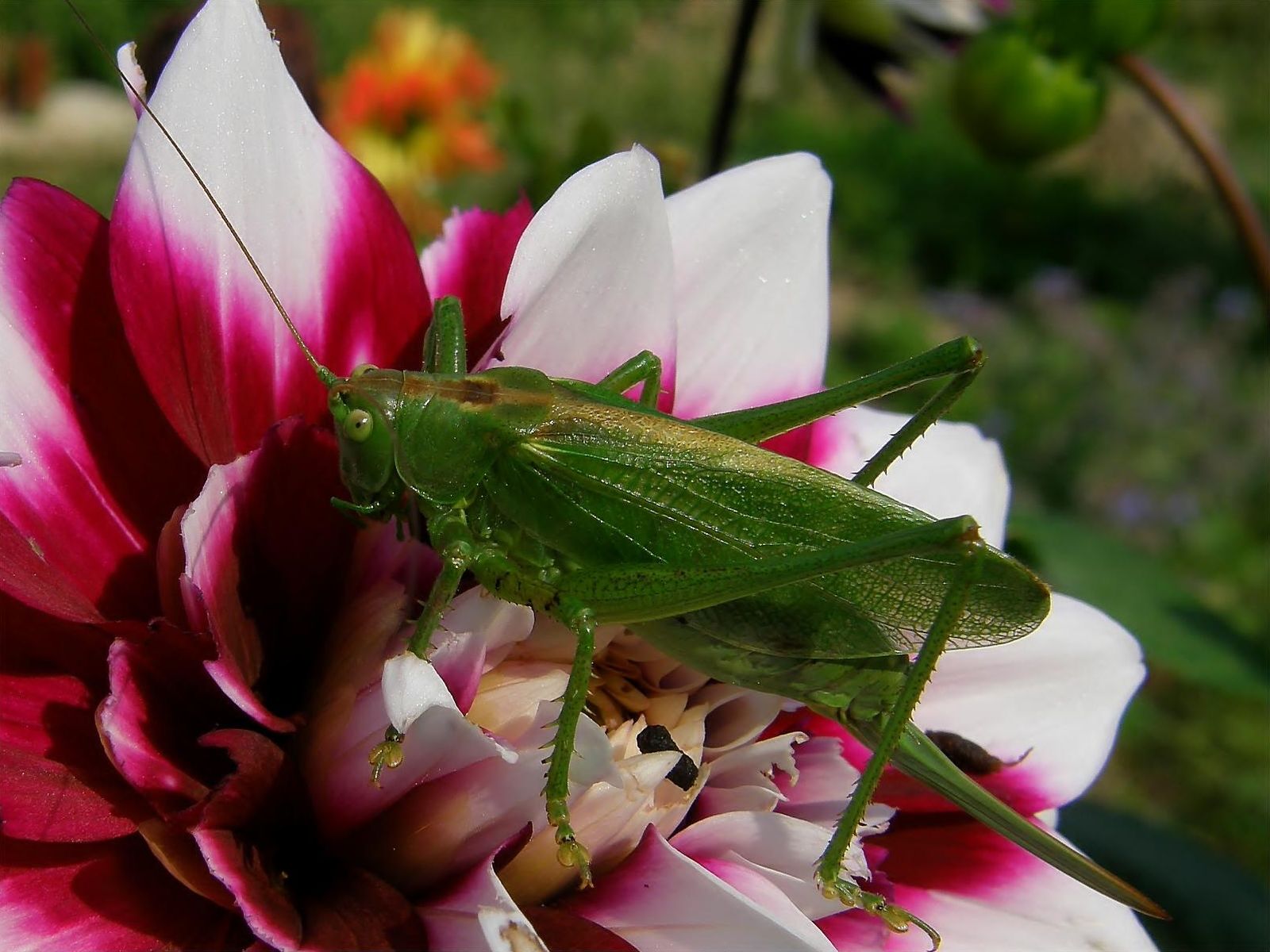 Los insectos de mi jardín parte II (20 fotos tipo macro)