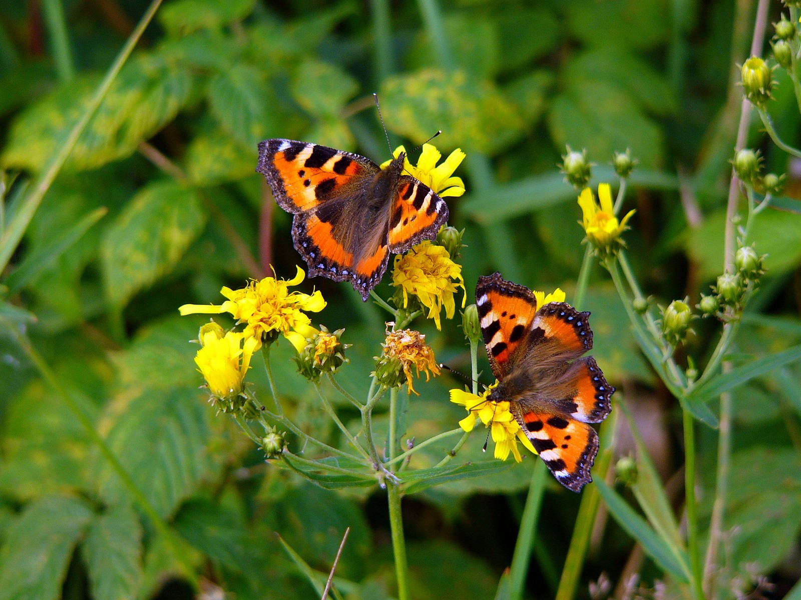 Los insectos de mi jardín parte II (20 fotos tipo macro)
