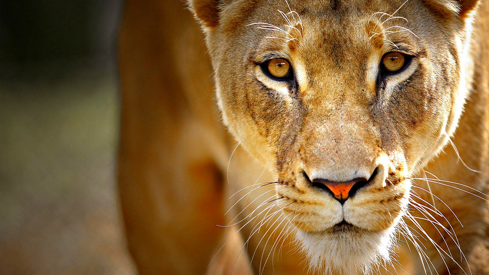 BANCO DE IMÁGENES GRATIS: León al acecho de su presa fácil