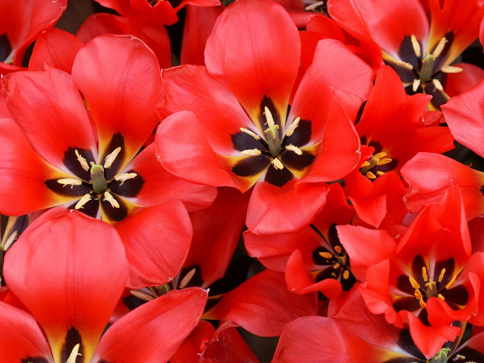 Nuevas fotos de flores gratis para todos (8 elementos)