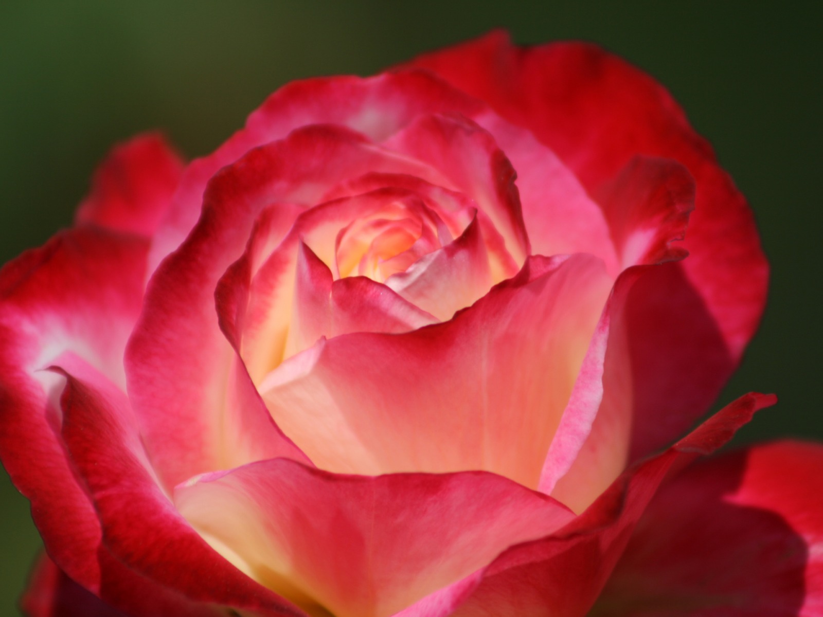 Rosas de colores parte IV (8 fotos gratis)