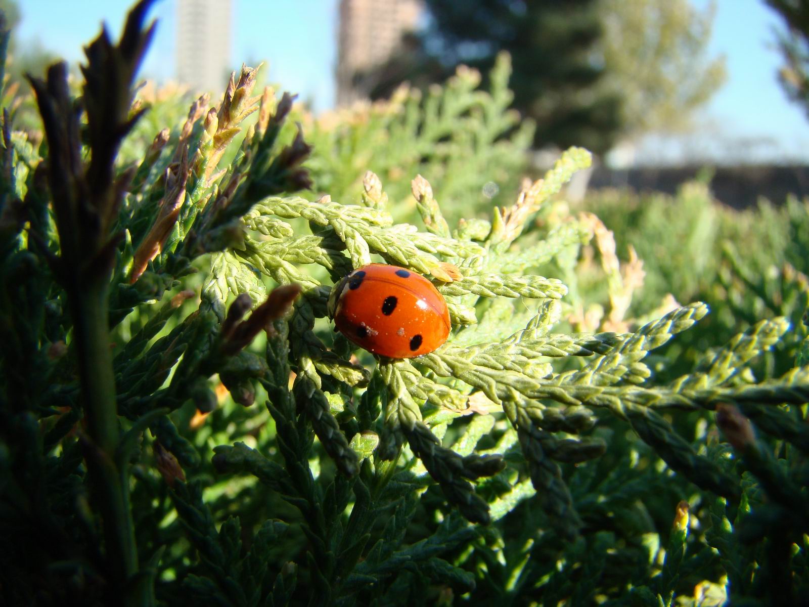Los insectos de mi jardín IV (8 fotos tipo macro)