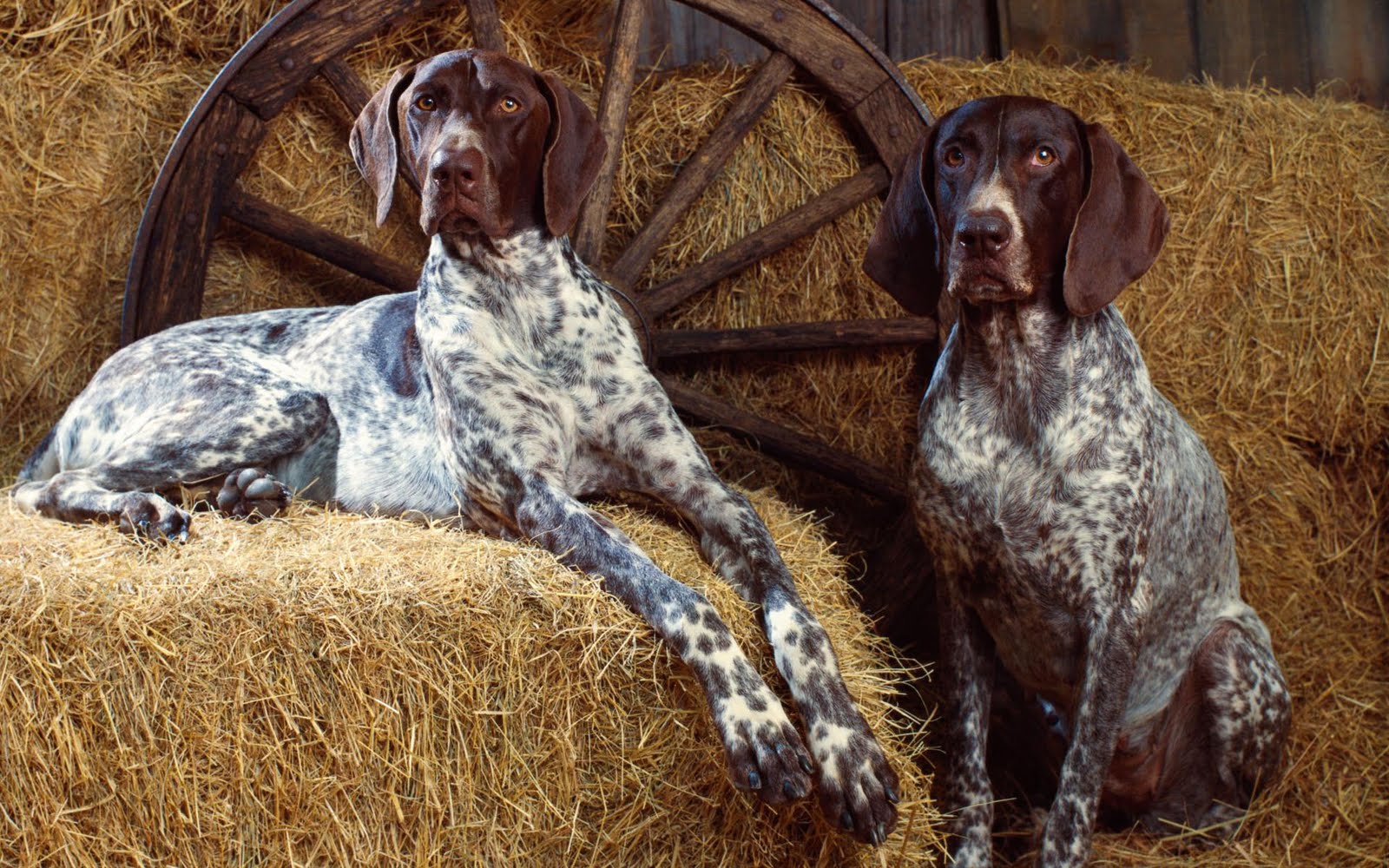 Banco de Imágenes Gratis: Imágenes y fotografías de perritos IV (12 ...