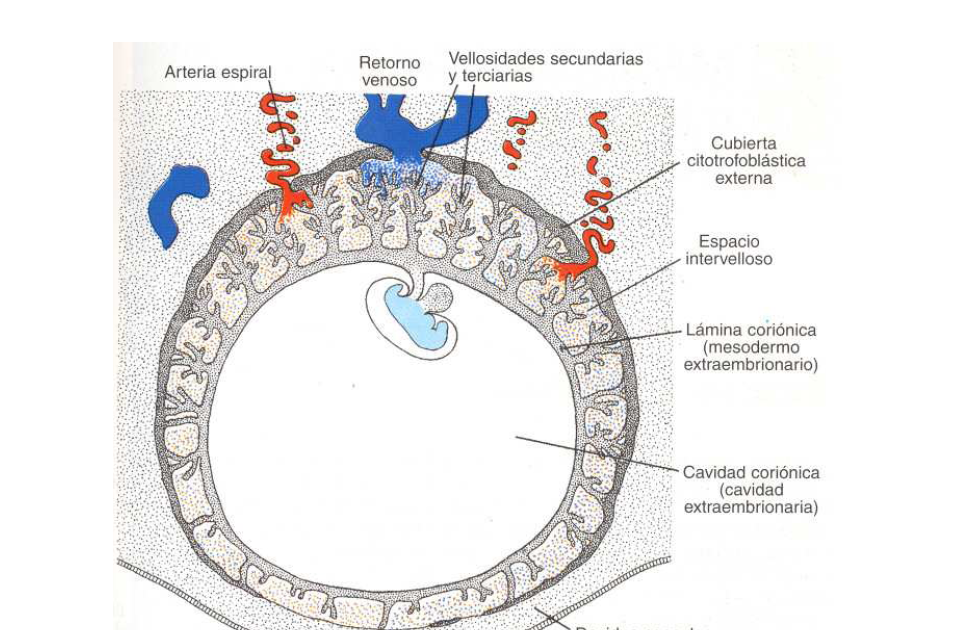 Embriologia Humana: MEMBRANAS FETALES Y PLACENTA.
