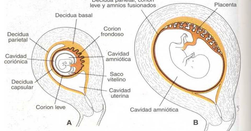 Embriologia Humana: ESTRUCTURA DE LA PLACENTA.