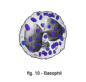 Basophil Under Microscope