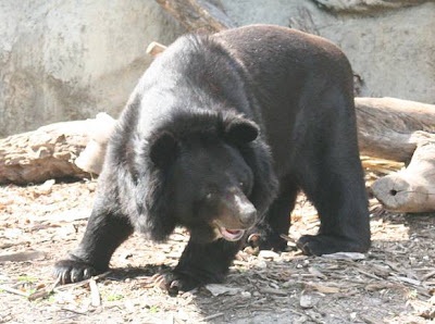ANIMALES GENERALES: LOS OSOS (FAMILIA URSIDAE)
