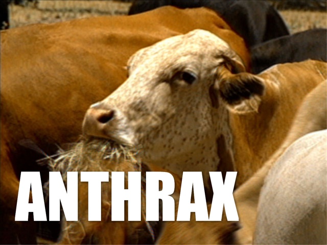 All About U Doctor Anthrax Update On 30 September 2010