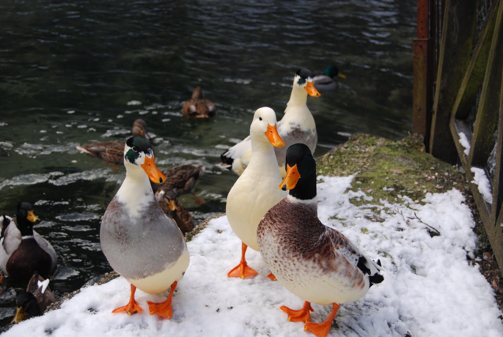 colored garden: New series of duck’s photos