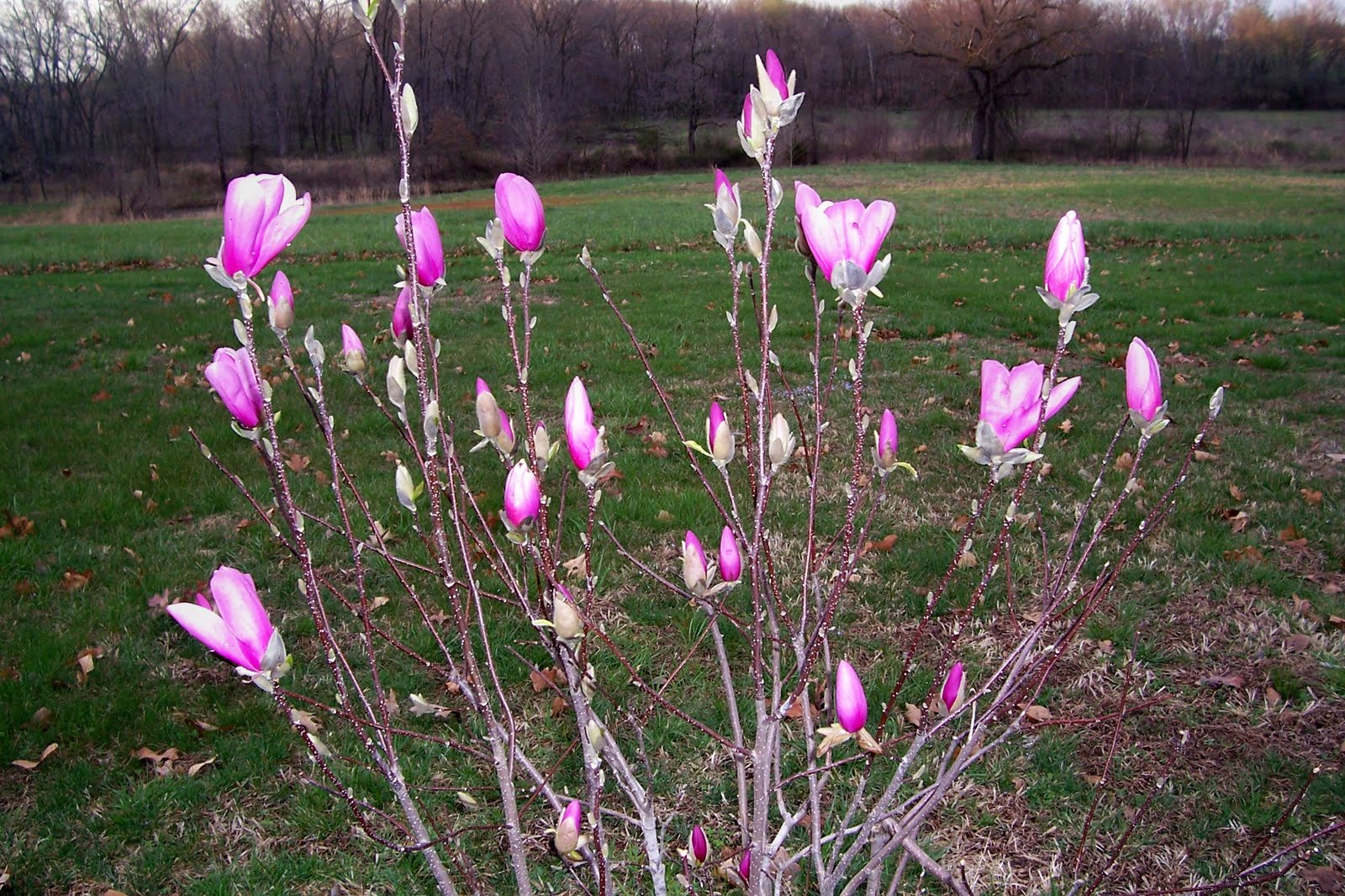 Thoughts From The Porch Swing: My Jane Magnolia tree is blooming and it ...