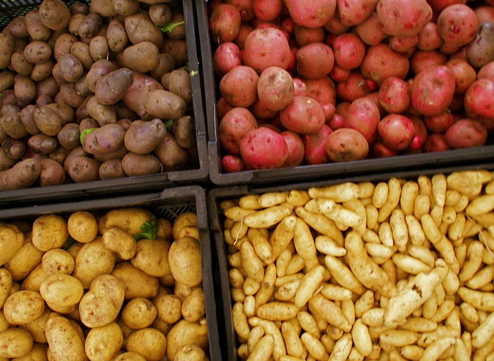 Grill A Chef: What is the difference in potatoes?