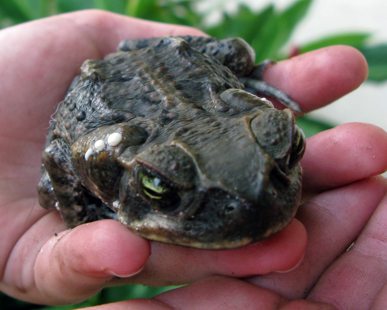 Sebastiao The Explorer: Toad-O-woad-A