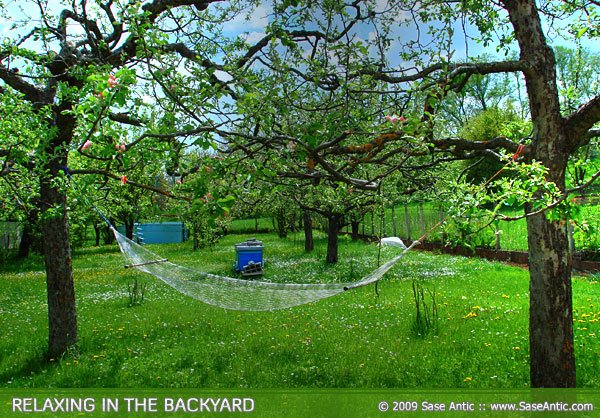 Relaxing in the Backyard of My House - Biceps Brachii - Photos and ...