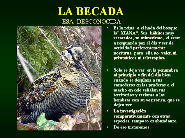LA BECADA DIGITAL: LA BECADA Y SU ESTUDIO