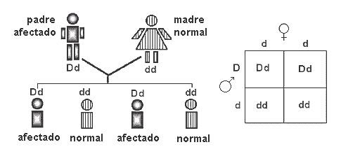 Bios: Herencia autosómica dominante