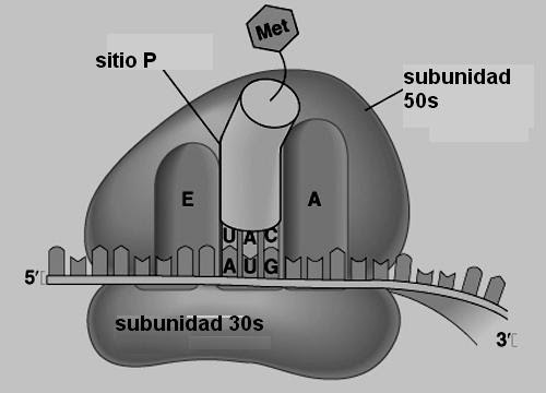 Bios: RIBOSOMAS