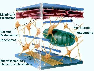 Citoesqueleto; Filamentos Citoplasmáticos; Filamentos Citoesqueléticos ...