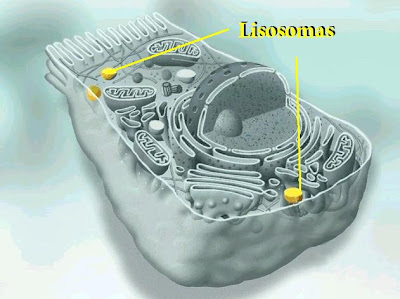 Bios 10: LISOSOMAS