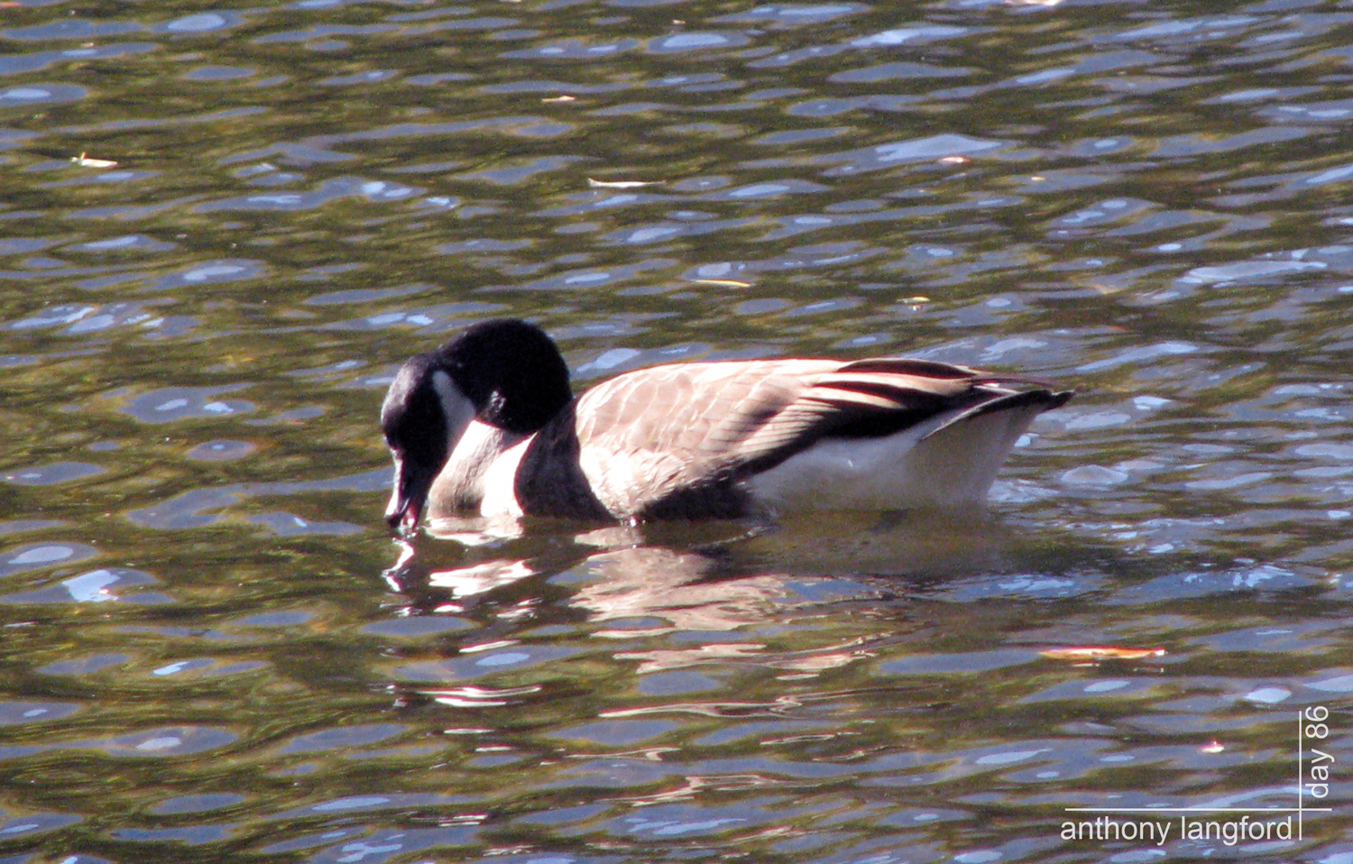 AntTree Blog: Photo 365 - Day 86 (Duck Lips)