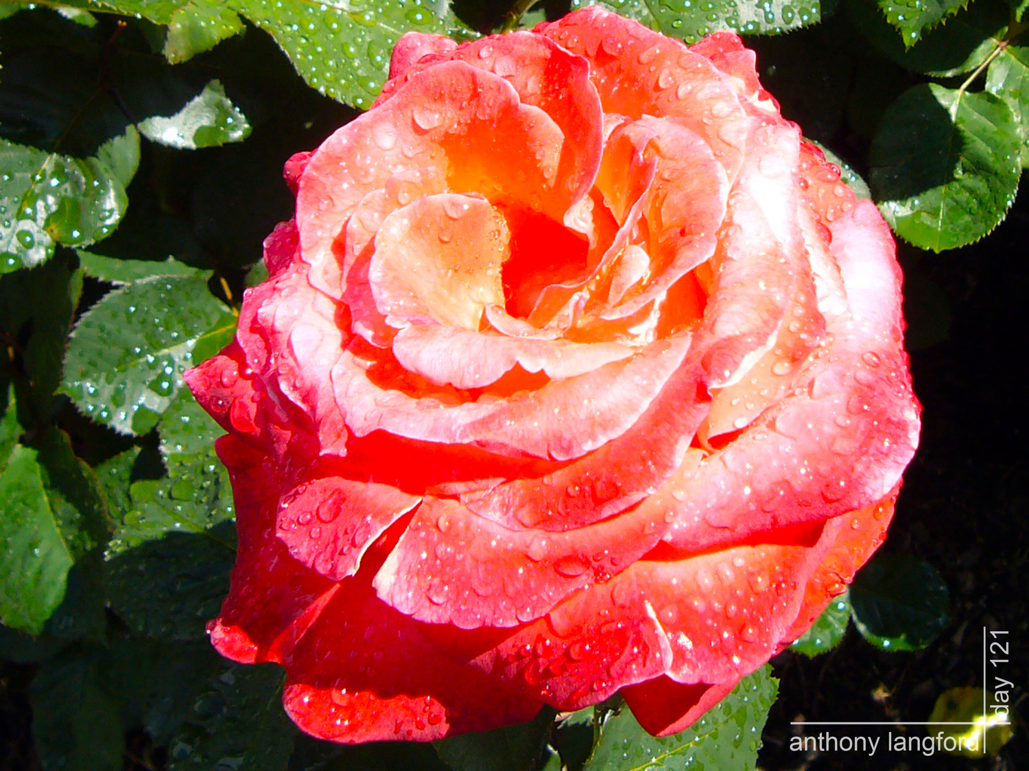 AntTree Blog: Photo 365 - Day 121 (Duo of Roses)
