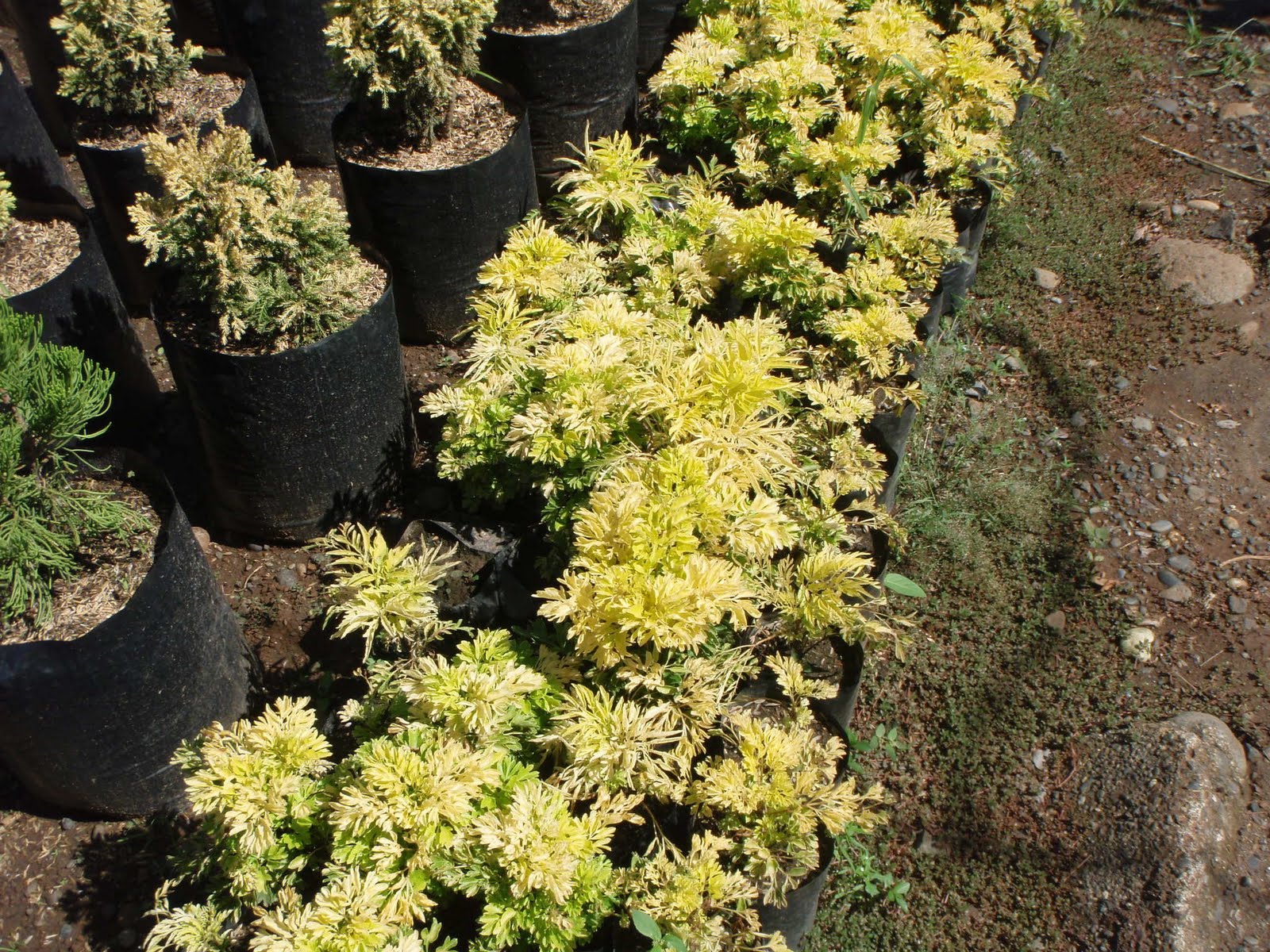 ALAVERDE 33: These are the plants that I have in my garden now, take a ...