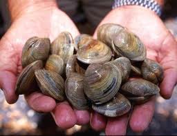 Oceanography - Leah Moore: Clams, Clams, Clams!