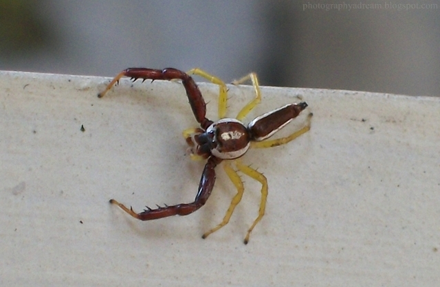PHOTOGRAPHY: A Scorpion spider...