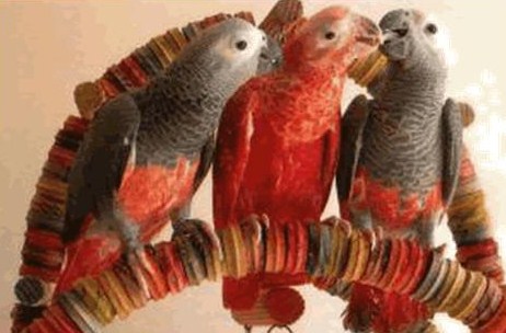 The Splendid Bourke Bird Blog: Red Mutations: First Red Factor African ...