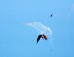 The Splendid Bourke Bird Blog: Historic Bird Facts From Many Countries