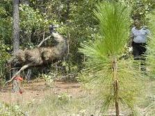The Splendid Bourke Bird Blog: Historic Bird Facts From Many Countries