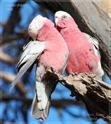 The Splendid Bourke Bird Blog: Pink Birds! Red Birds! All Kinds of ...