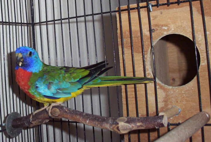 The Splendid Bourke Bird Blog: Splendid Parakeet Portraits, Scarlet ...