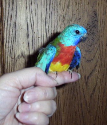 The Splendid Bourke Bird Blog: Splendid Parakeet Portraits, Scarlet ...