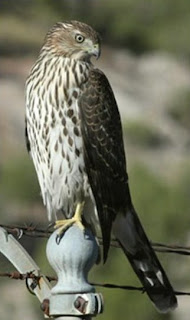 The Splendid Bourke Bird Blog: Parakeets Are Desirable Prey For Hawks ...