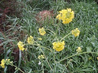Wild Picnic: Wild turnip (Brassica rapa ssp sylvestris)