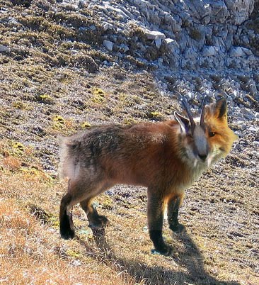 sport-nature11: *Chasse au DAHU.