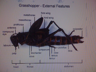 Grasshopper (Romalea) Dissection