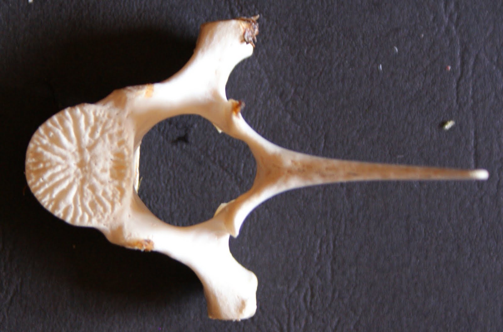 Finds of a Strandlooper: Some after storm finds