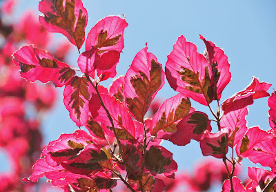Russ' Photo Journal: Tri Color Beech Tree