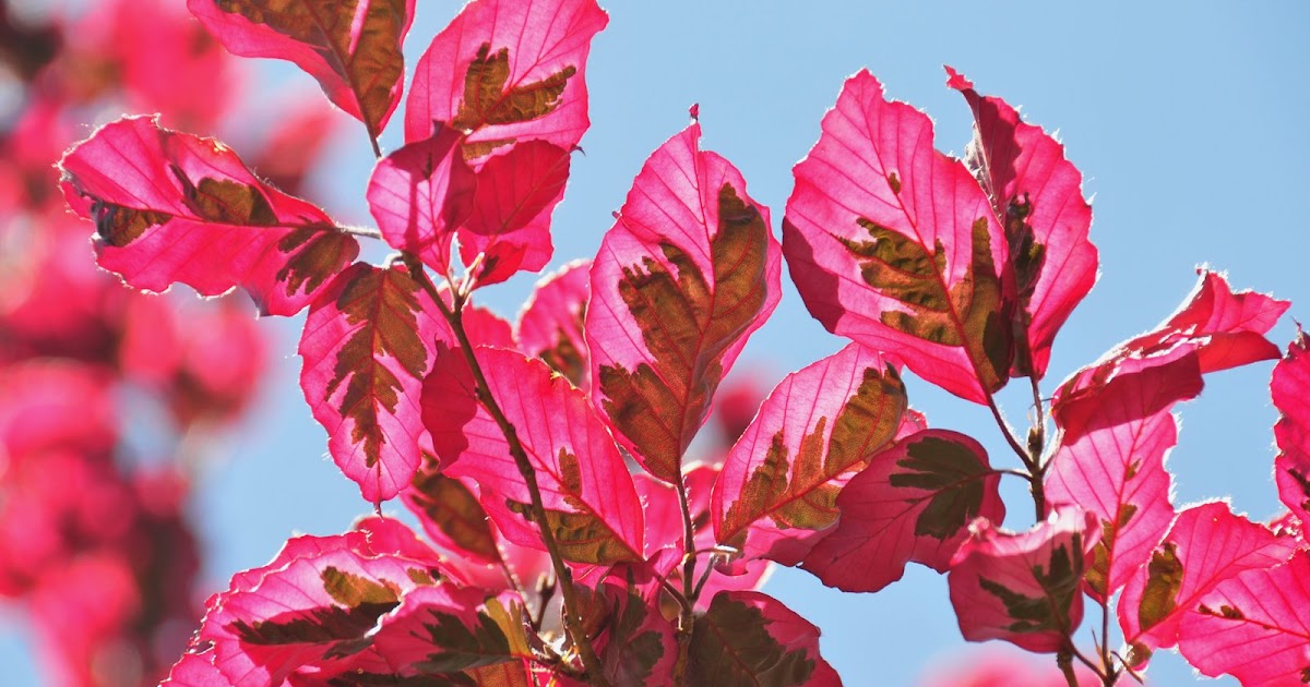 Russ' Photo Journal: Tri Color Beech Tree