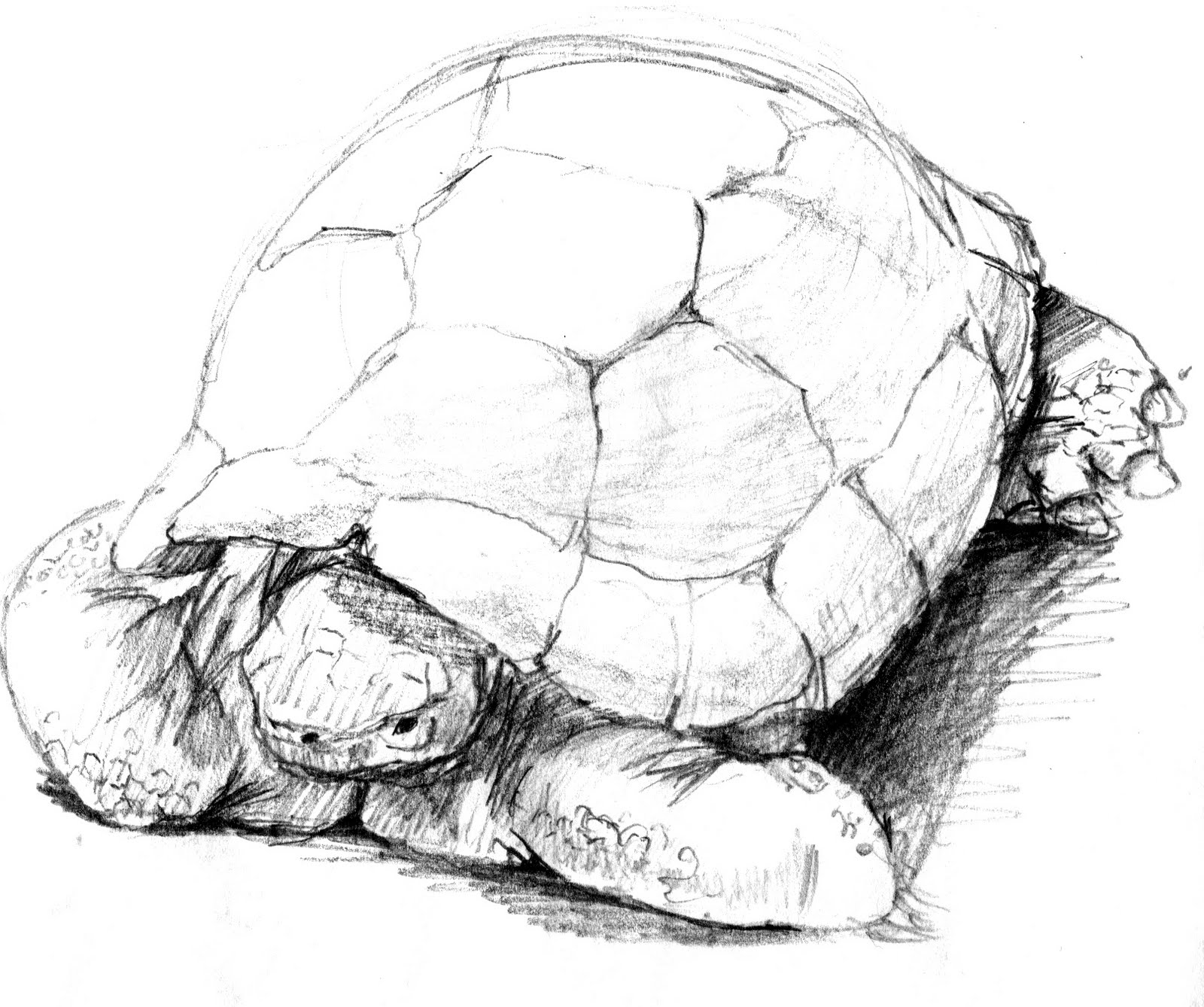 Doodles and Such: Maria Clapsis Illustrations: DAK Day: Slow Tortoise ...