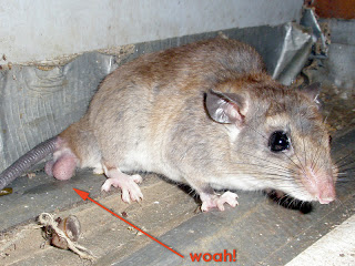 ZOMG Vetschool!: rat balls