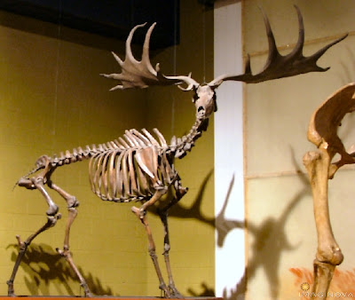 Gurney Journey: Sleuth Work on Irish Elk