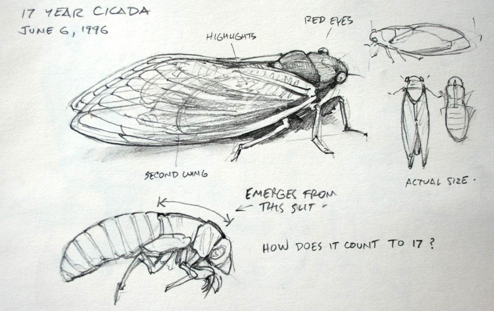 Cicada Scientific Drawing