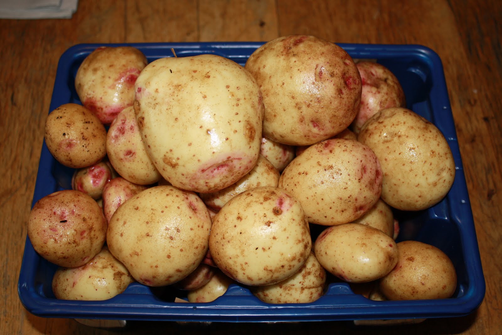 Allotment #65: Potato Yield comparison