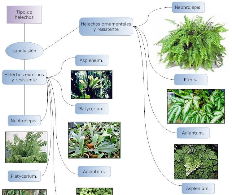 vidalab: Clasificación de helecho