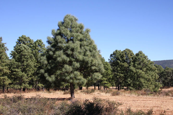 El Salto Durango: LA SIERRA DEL SALTO DGO