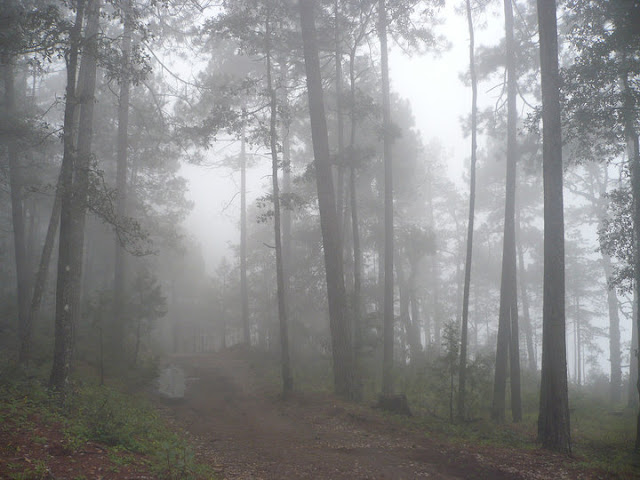 El Salto Durango: LA SIERRA DEL SALTO DGO