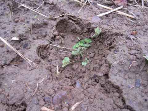 Northwest Podcast: Plaster Casts of Animal Tracks