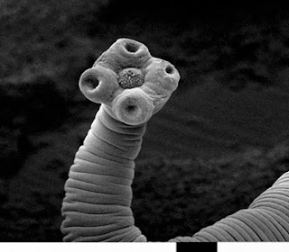 Invertebrate Diversity: Hymenolepis nana - The Tapeworm